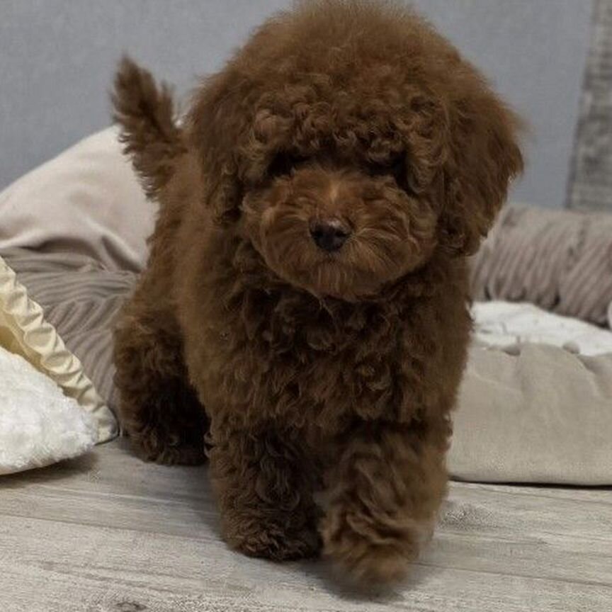 Той-пудель, щенок