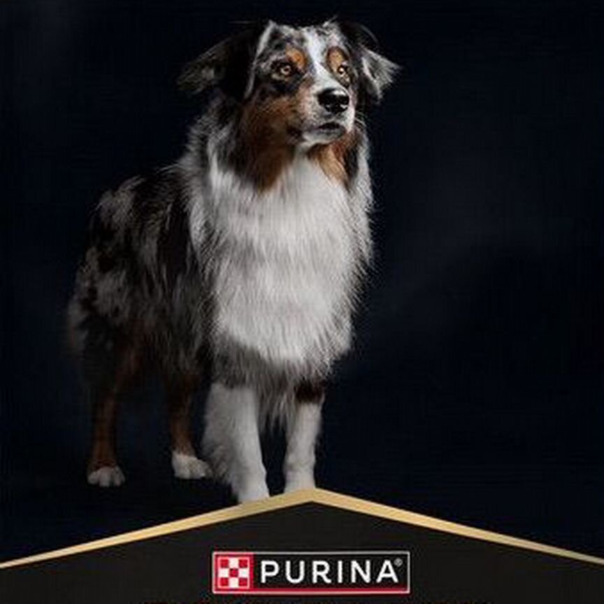 Корм для собак