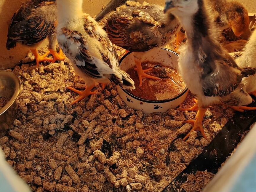 Бойцовые цыплята