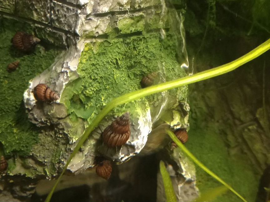 Улитки аквариумные, грунтовые