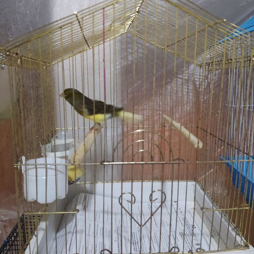 Кенар с клеткой