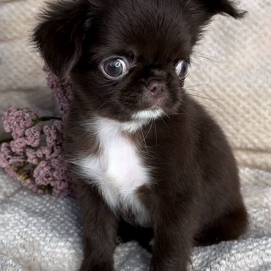 Чихуахуа девочка Конфетка