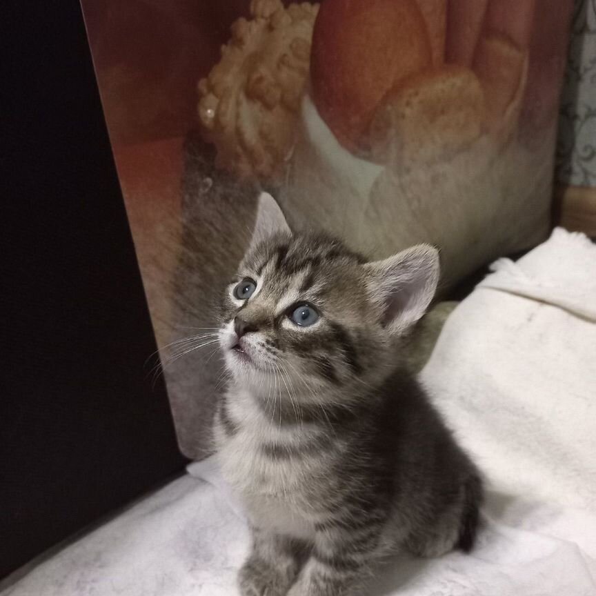 Котик в добрые руки мальчики 1,5 месяца