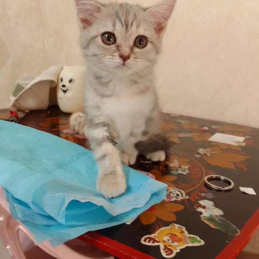 Шотландская, британка