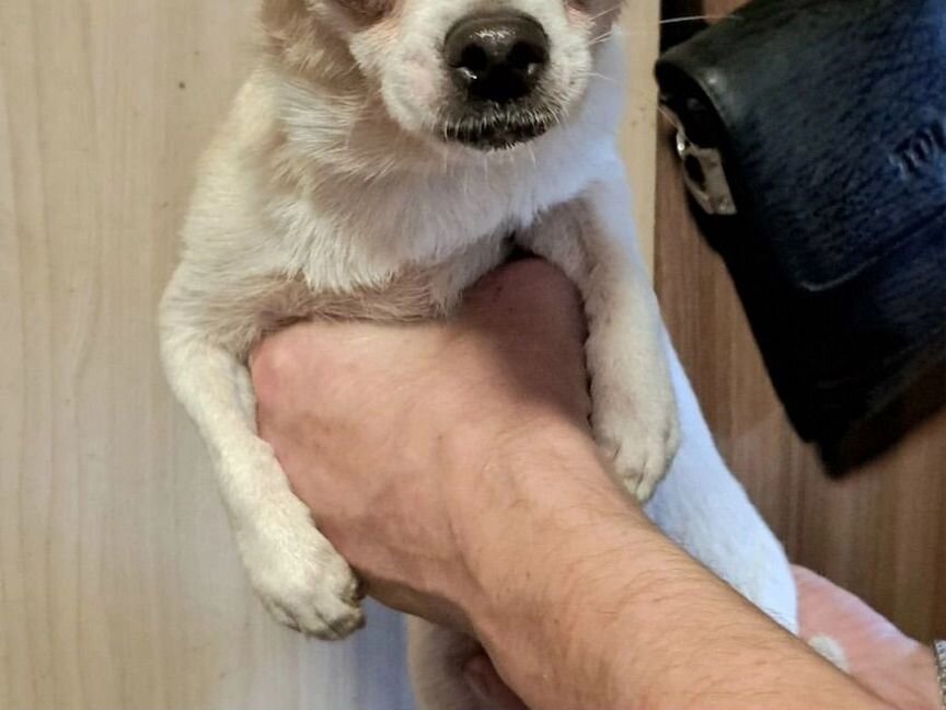 Чихуахуа в дар бесплатно