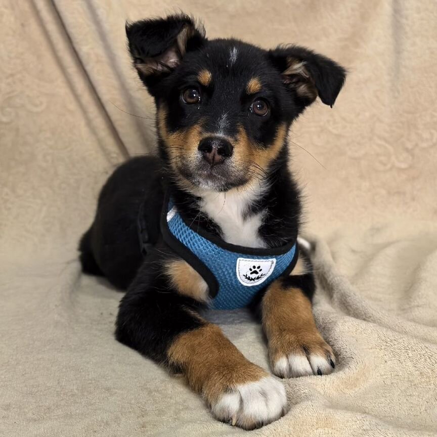 Щенок в добрые руки