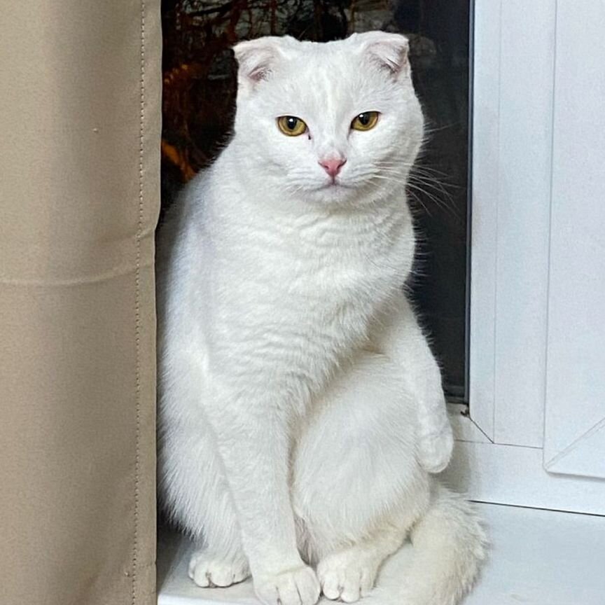 Кошка в добрые руки