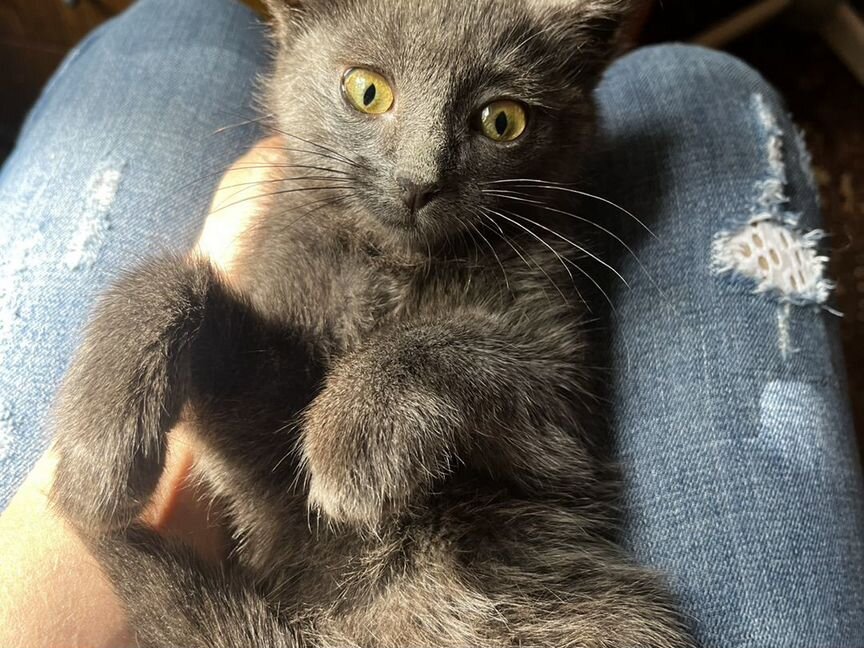 Котёнок в добрые руки