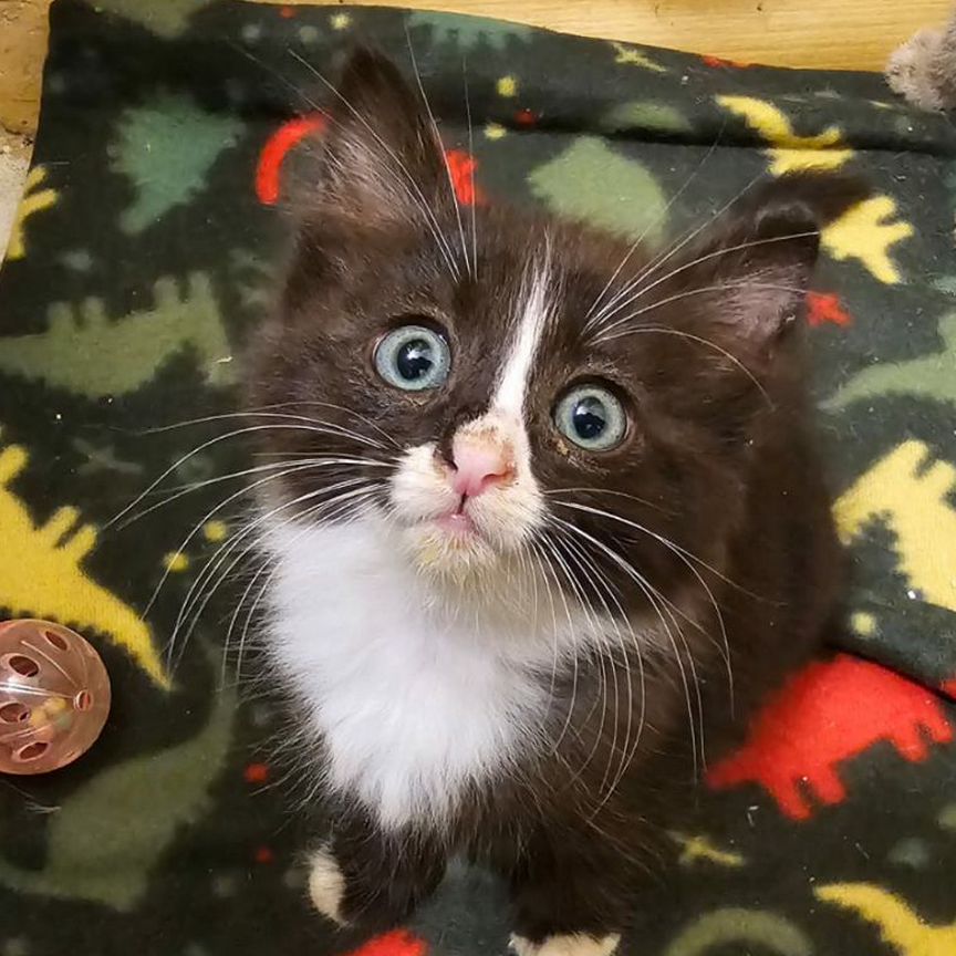 Забавный котенок