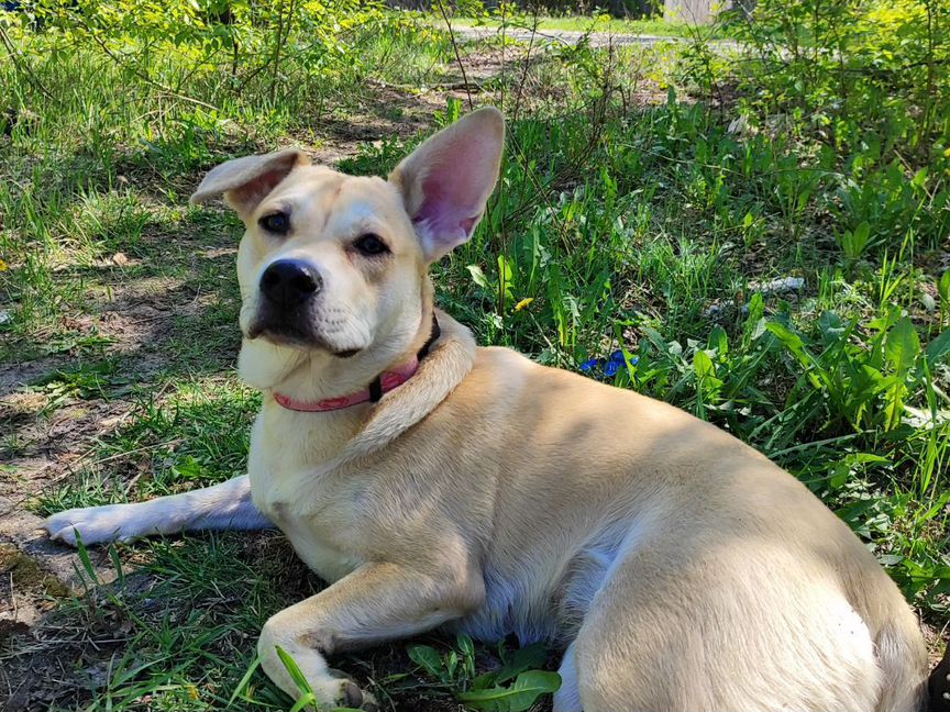 Собака в добрые руки отдам бесплатно