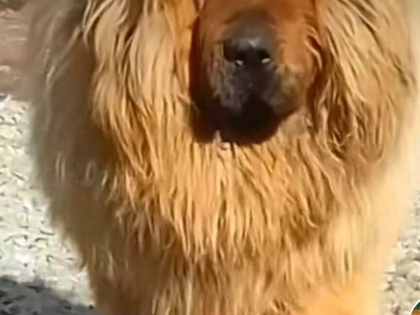 Тибетский мастиф щенки