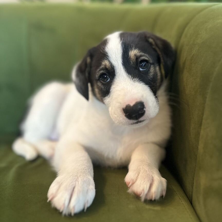 Филя ищет дом