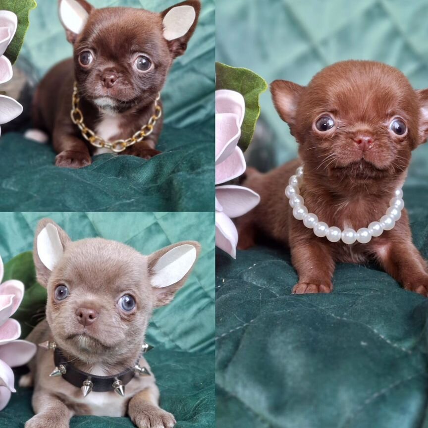 Чихуахуа, щенок