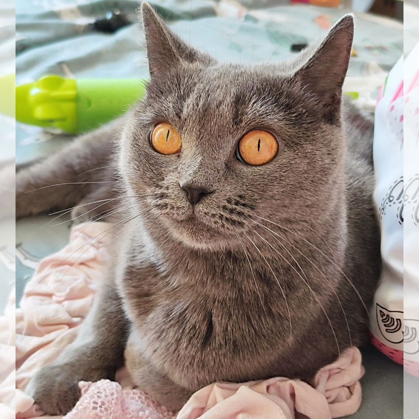 Британская короткошёрстная, взрослая кошка