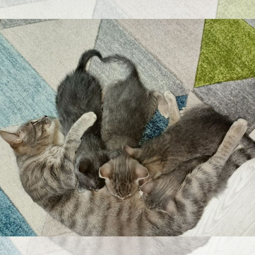 Котёнок в добрые руки