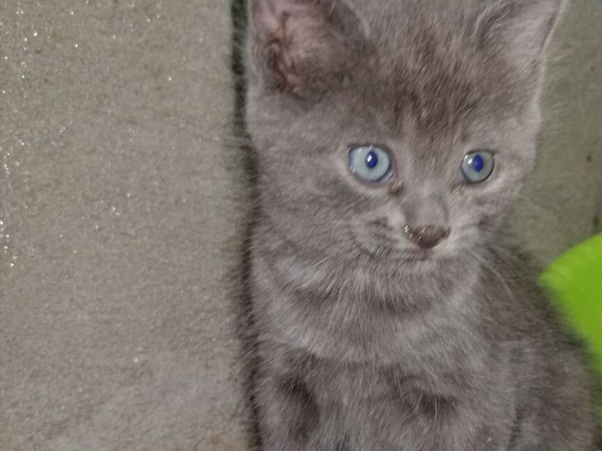 Русская голубая