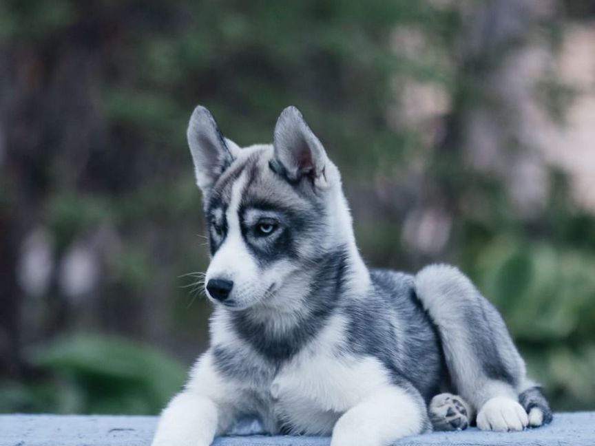Хаски, черно белый голубоглазый мальчик