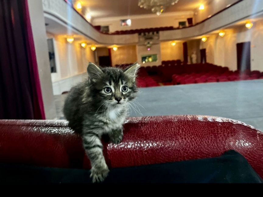 Котенок