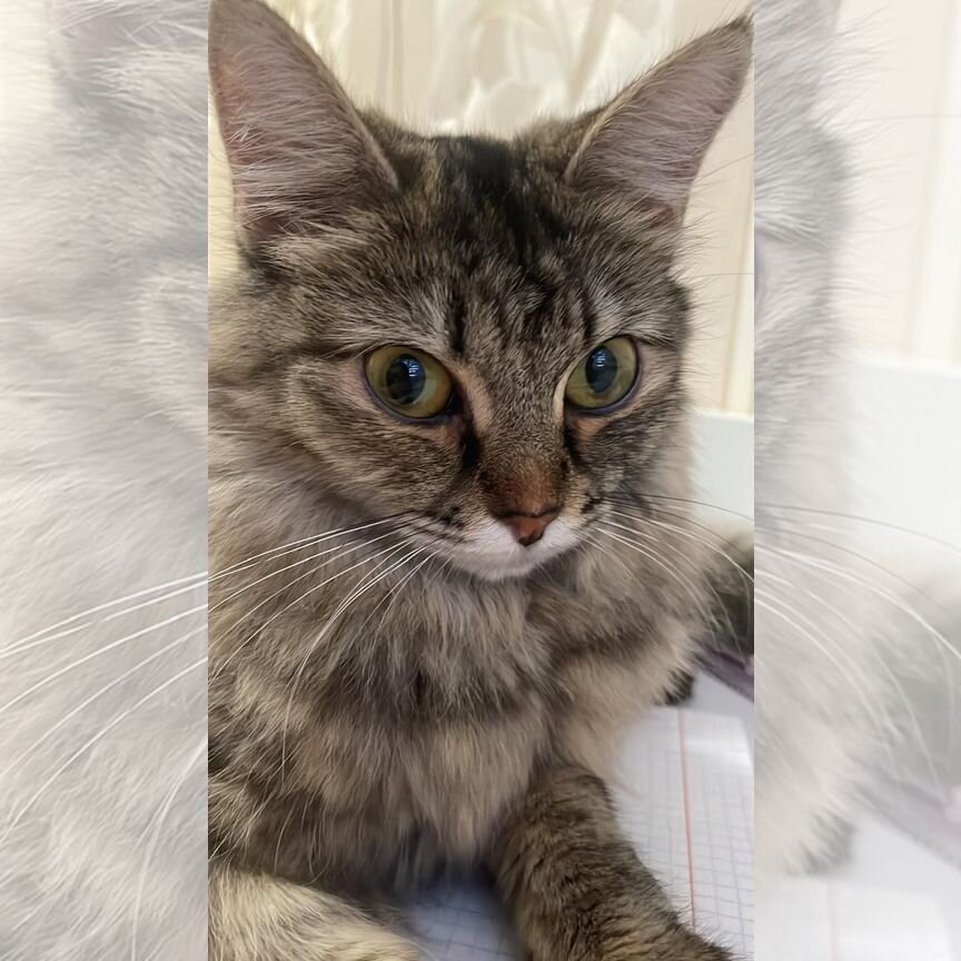 Взрослая, кошка в добрые руки