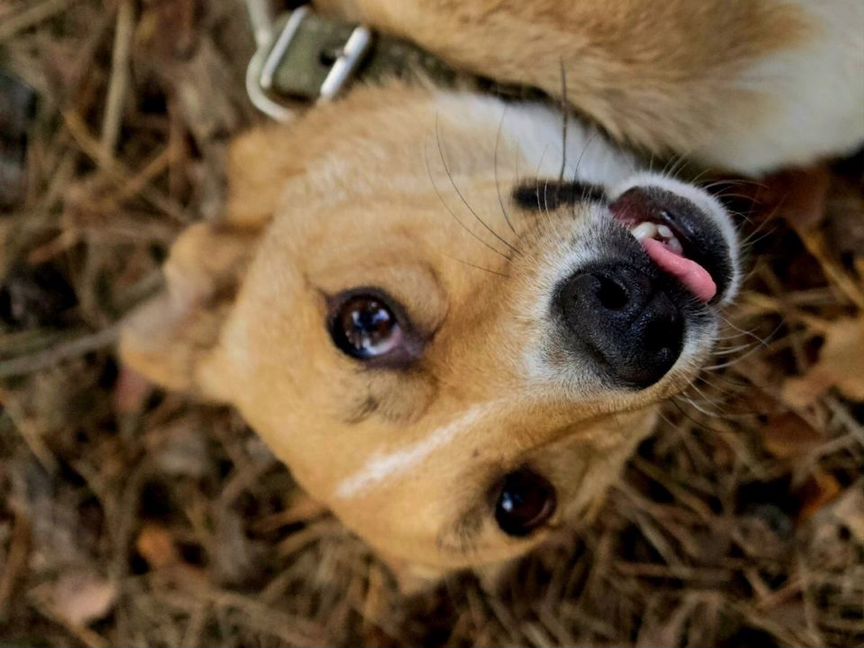 Небольшая собака ищет дом и добрые руки