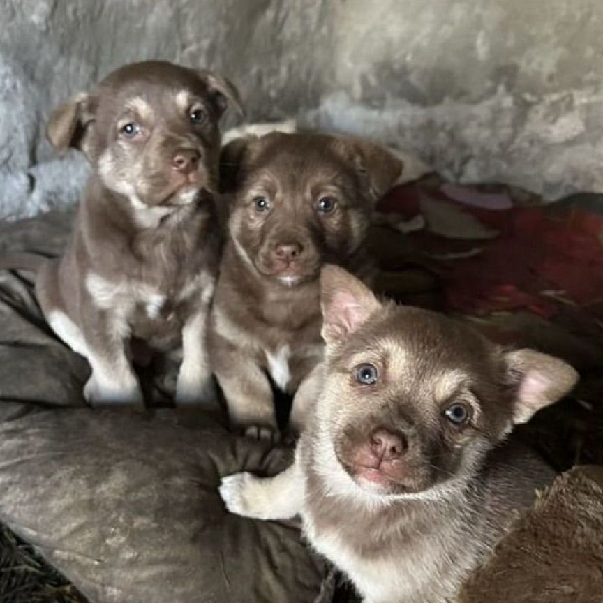 Малыши готовы в семью