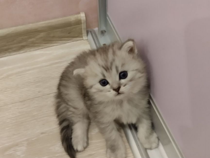 Британская
