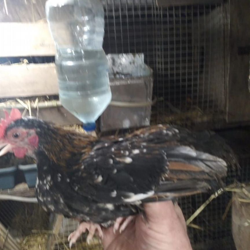 Малазийская Серама декоративные курочки