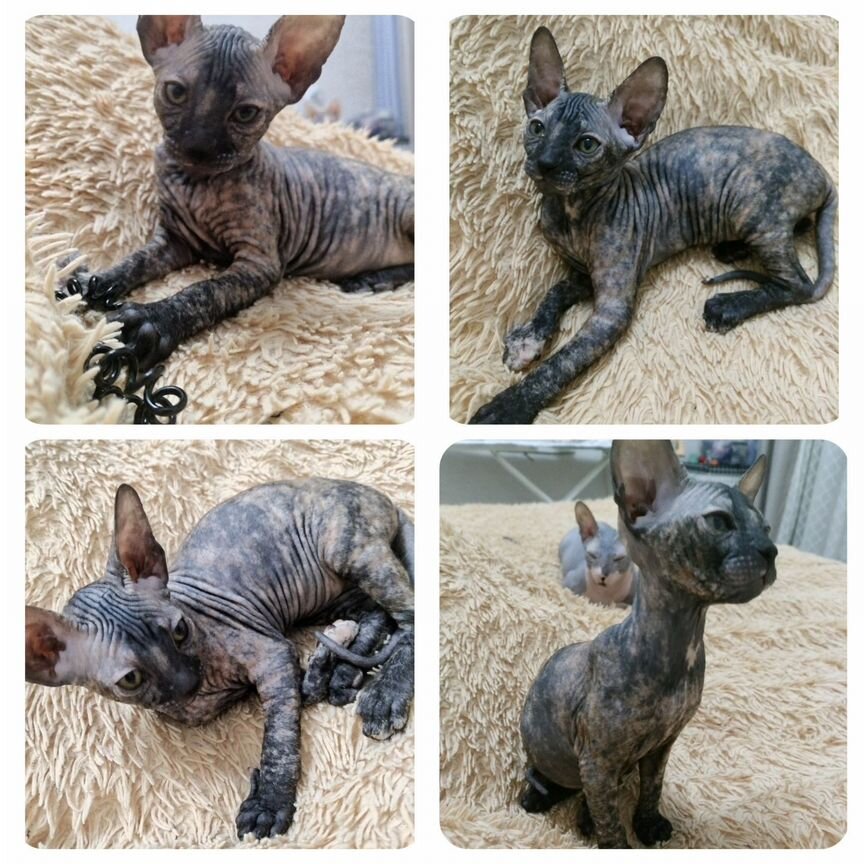 Котята сфинкс