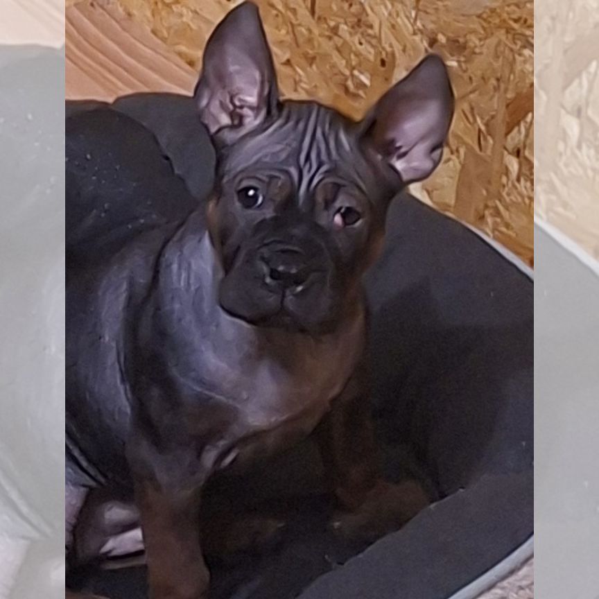 Чунцин, щенок