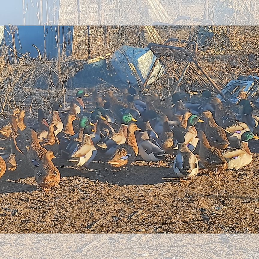 Подсадные утки для охоты