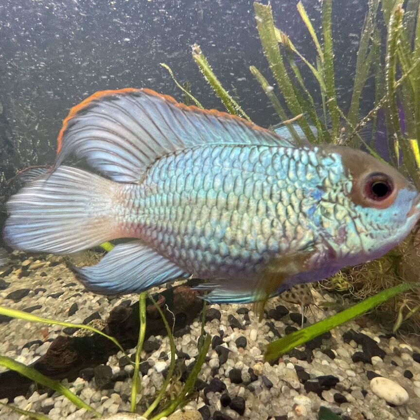 Аквариумные рыбки