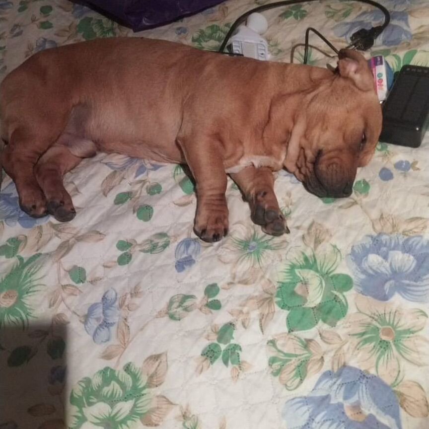 Найден питбуль