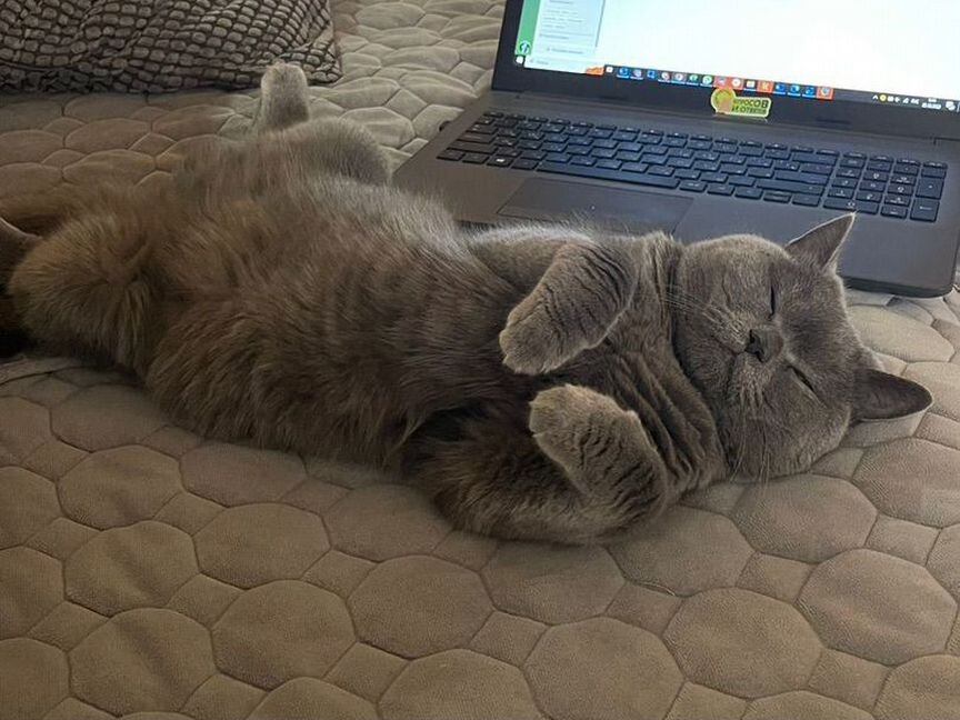 Кошка в добрые руки