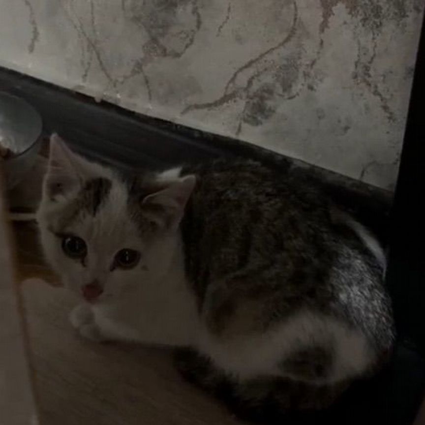 Котёнок в добрые руки нашла на улице