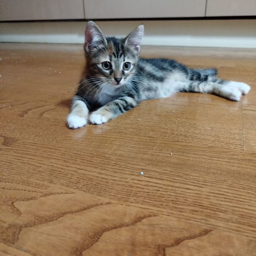 Котята 3мес