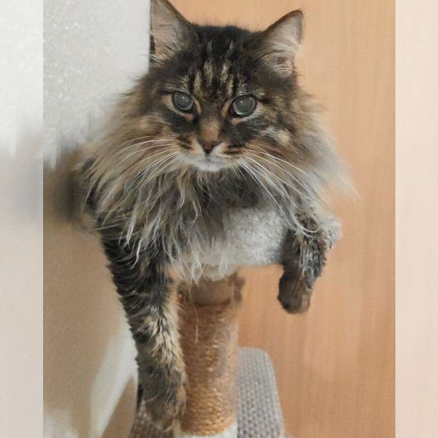 Отдам кота в добрые руки бесплатно