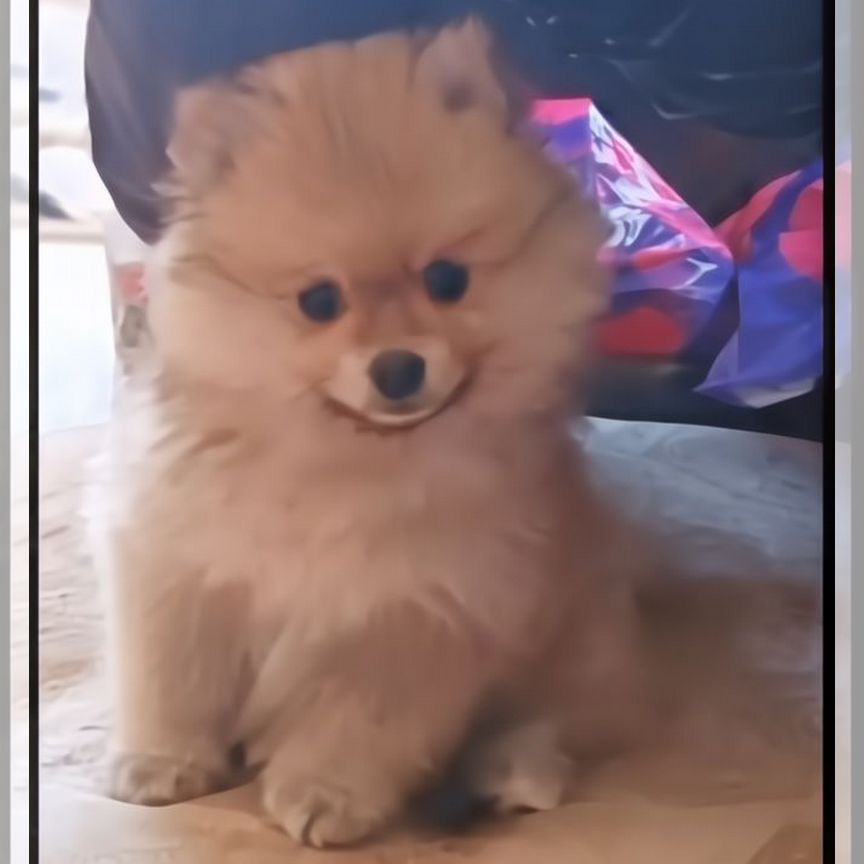 Померанский шпиц, щенок