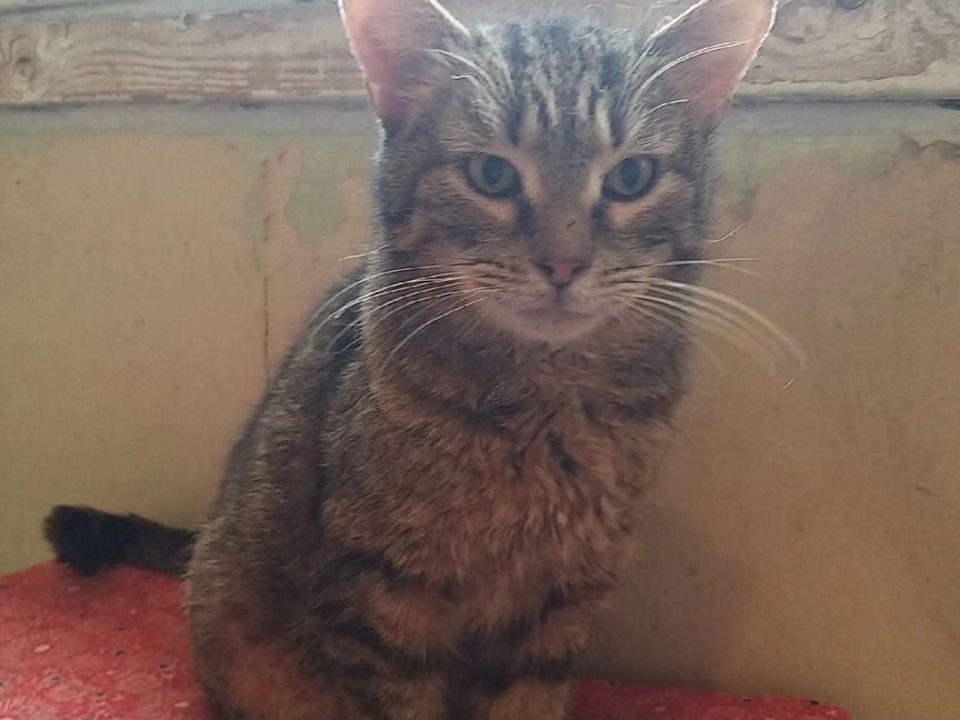 Котик ждёт Вас