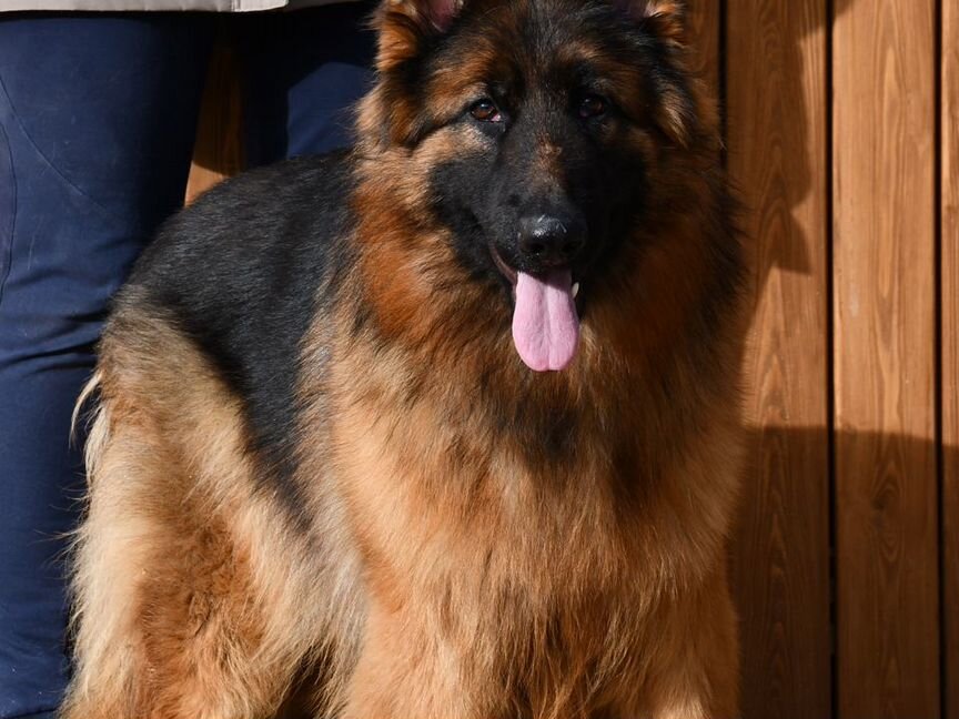 Шикарная длинношерстная немка