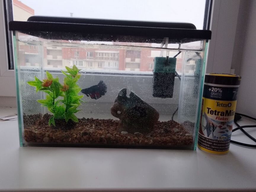 Аквариум с рыбками (петушок)