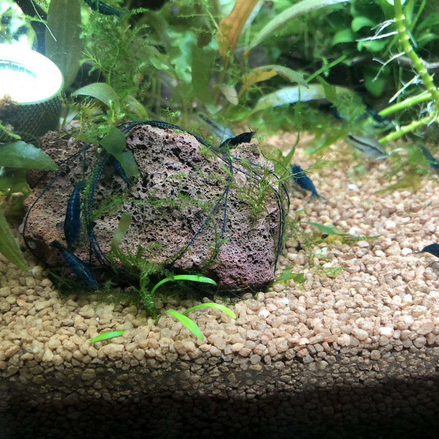 Креветки блю дрим