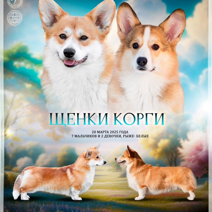 Щенки вельш корги пемброк