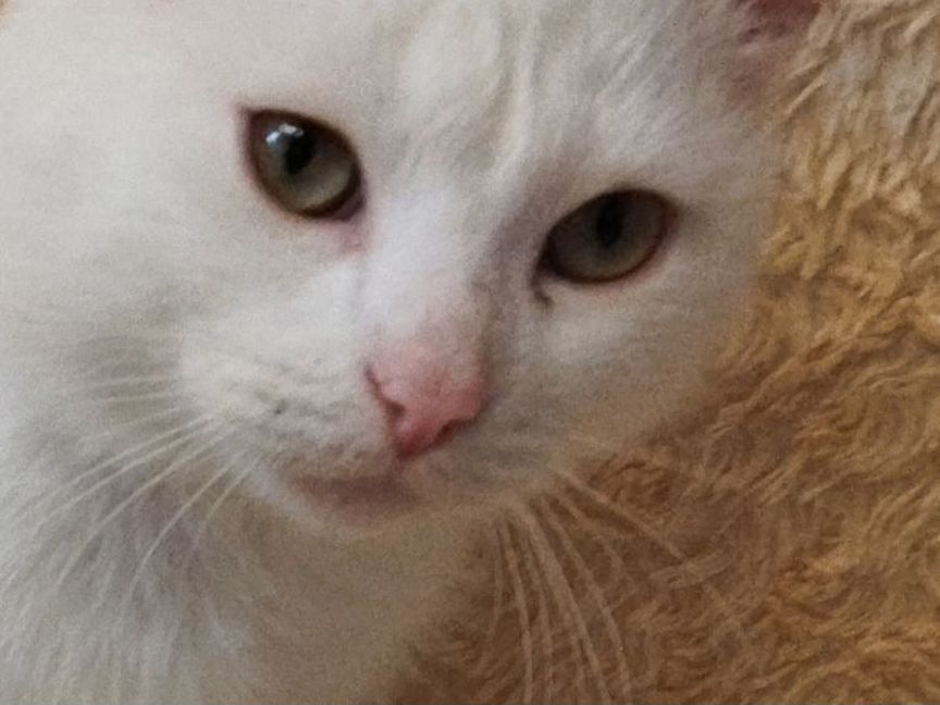 Коты в добрые руки