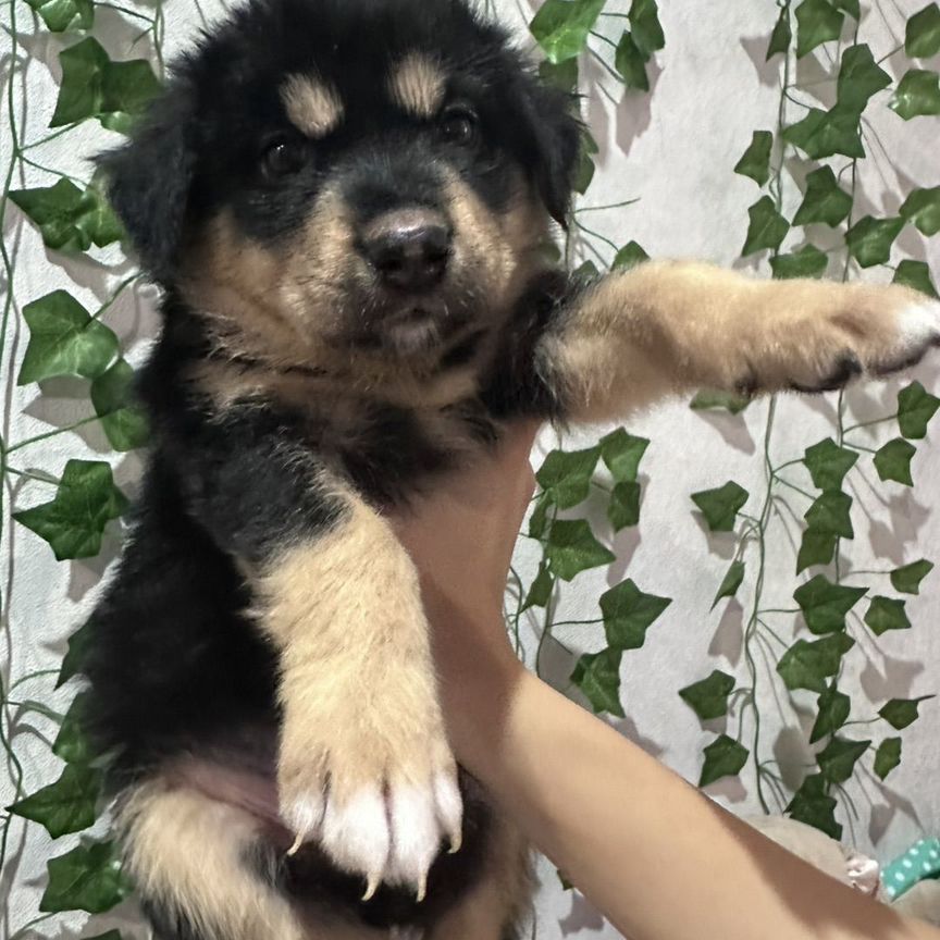 Щенок в добрые руки