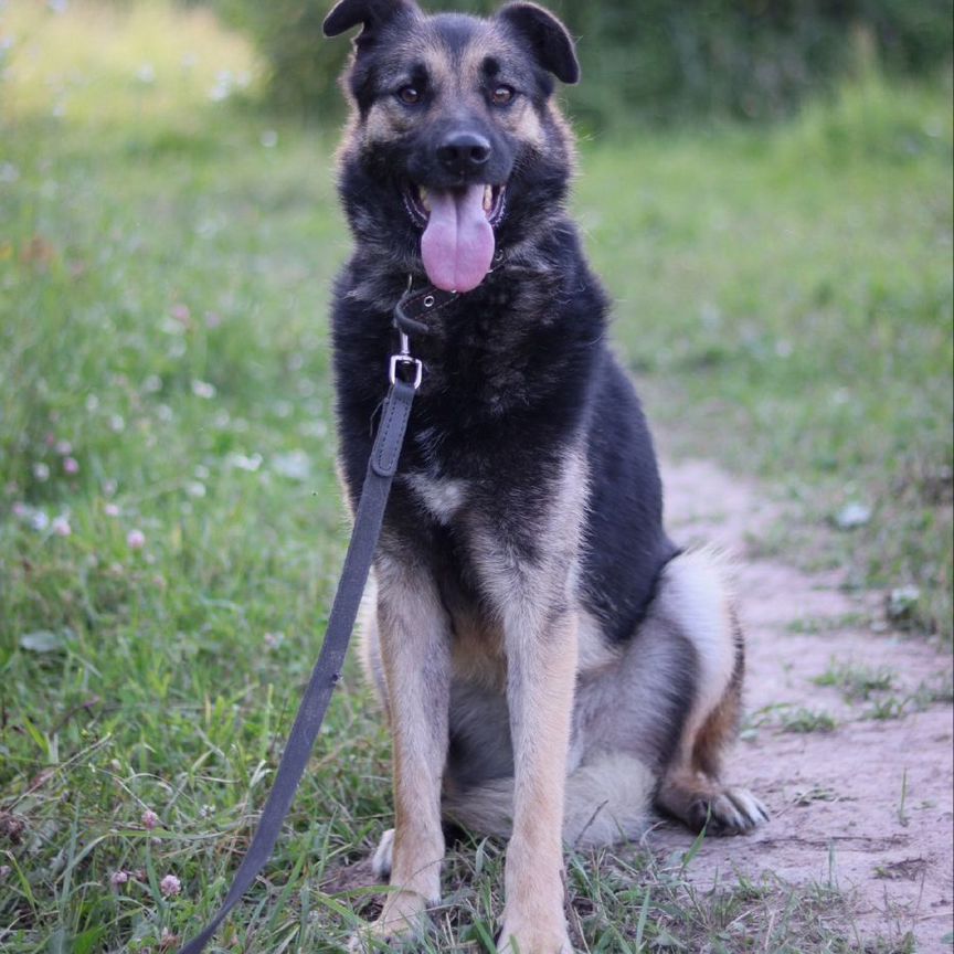 Кобель 3 года в добрые руки