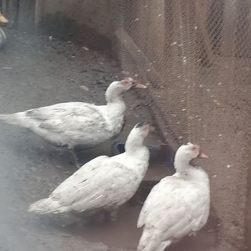 Помесь индоутки