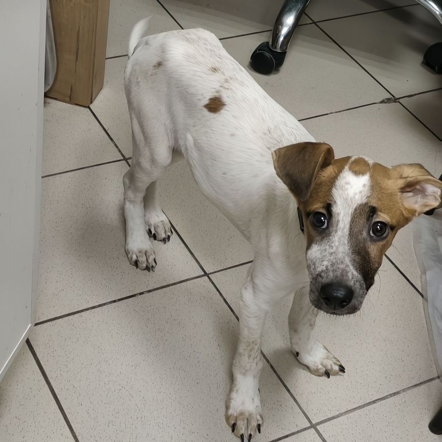 Щенок в добрые руки