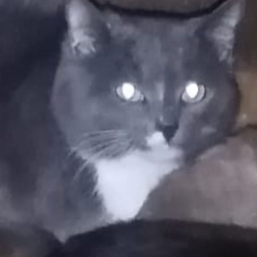 Кот ищет дом