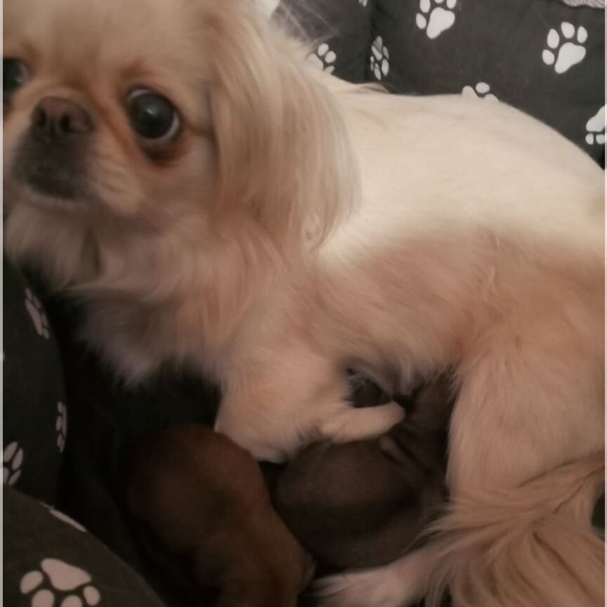 Пекинес, щенок