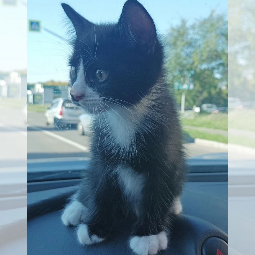 Котенок